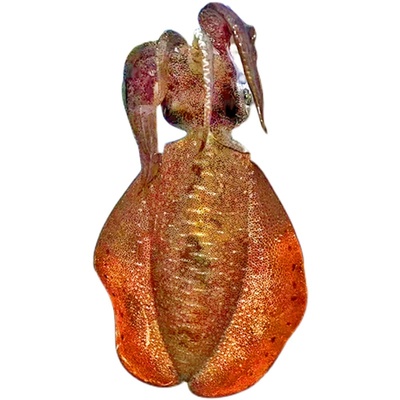 海鲜刺身 油墨鱼东山岛海钓软丝鱿鱼莱氏拟乌贼大尾鱿超大新鲜活