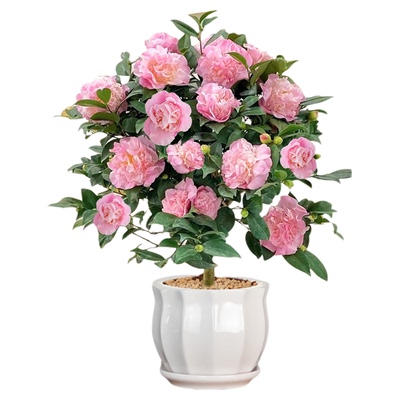 茶花盆栽香妃四季山树苗开