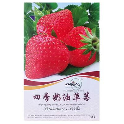 草莓种子易活奶油阳台盆栽四季