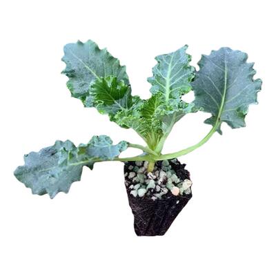 西兰花秧苗花菜甘蓝大白菜蔬菜苗