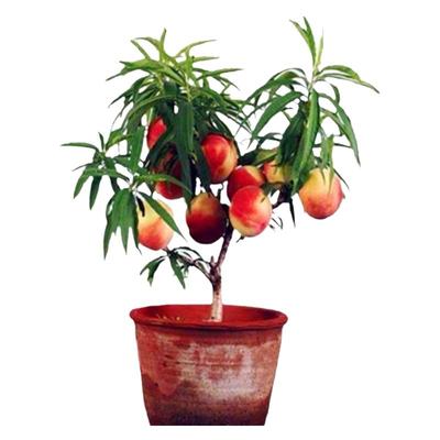 桃树南北方当年结果嫁接早熟