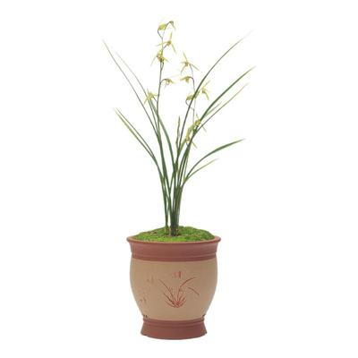 兰花苗杨贵妃寒兰绿植盆栽好养