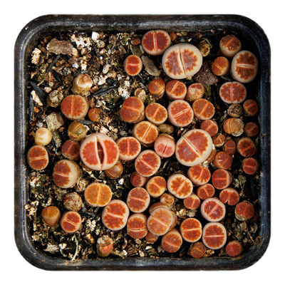 光语石品种控生石花带盆土发货