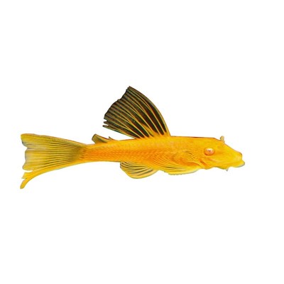 黄金胡子鱼大帆鱼热带观赏鱼小型清道夫擦缸除藻工具鱼淡水宠物鱼