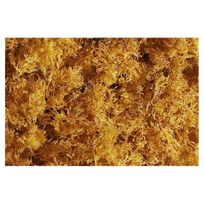 南澳特产赤菜干货50克汕头海藻