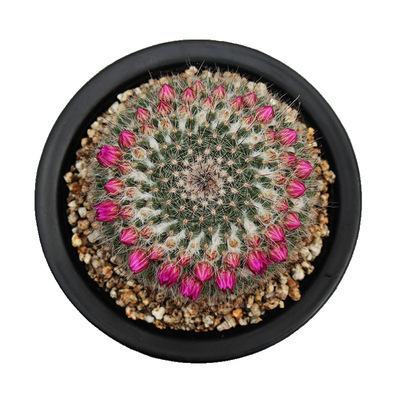 实生桌面玉翁开花好养仙人球