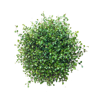 千叶兰盆栽庭院吊兰植物