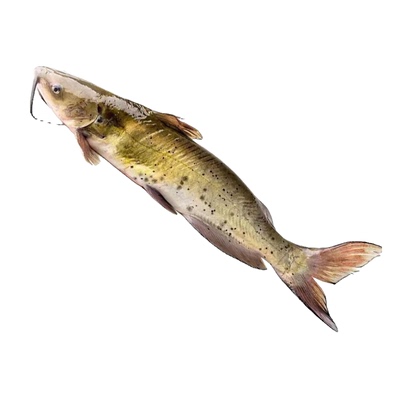 春节不打烊微山湖江团清江鱼顺丰