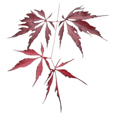 JJ春枫树有枫园艺盆栽红枫