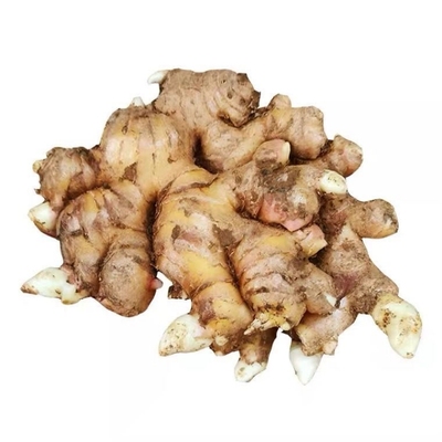 姜种带芽正宗小黄姜老姜母种植菜