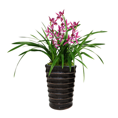 刘阁兰花苗红贵妃夏带浓香花苞