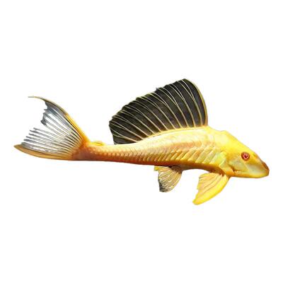 红眼女王鱼缸吃垃圾鱼耐养活