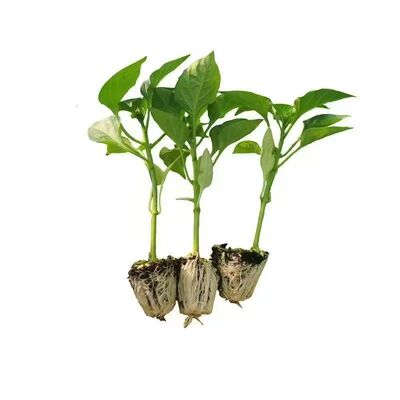 长龙56线椒种子黄绿皮抗病薄皮