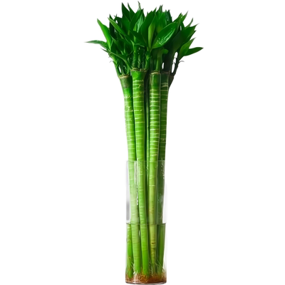 文昌竹水培植物室内好养