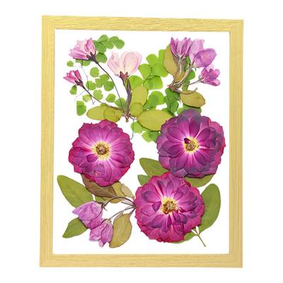 真树叶植物标本干花压花材料组合