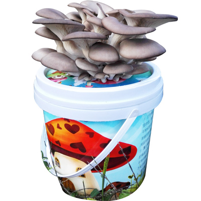 蘑菇种植包平菇蘑菇菌包买三送一