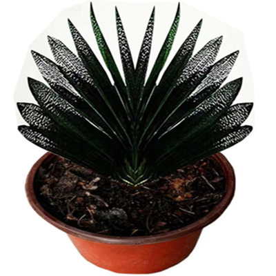 君子兰室内绿植高端观赏