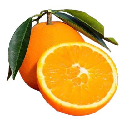 秭归伦晚脐橙现摘现发鲜水果9斤