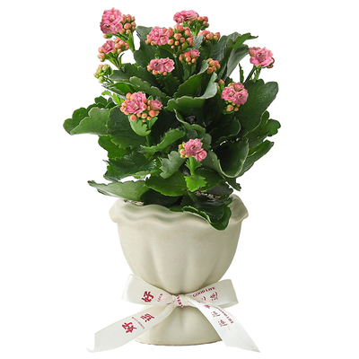 重瓣带苞长寿花盆栽室内好养