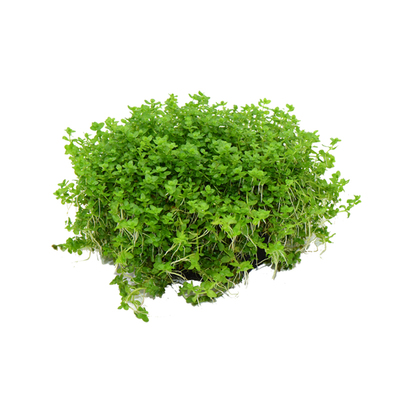 高珍珠草水草植物|超5000次加购