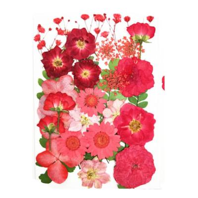 植物标本DIY手工贴画干花