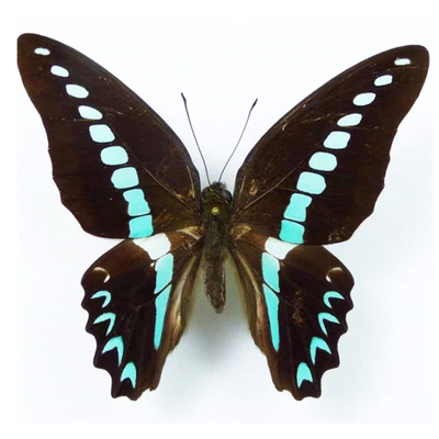 未展翅原蝶蝴蝶标本稀有蝶科普蝶