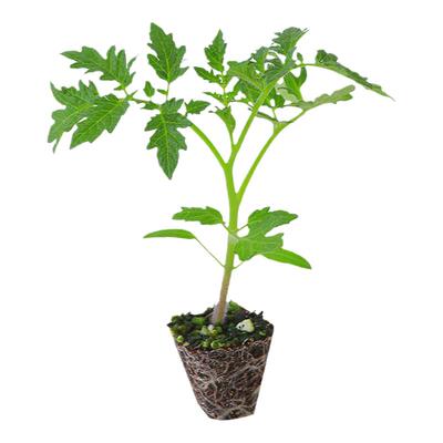 脆甜黄圣女果苗小番茄苗阳台盆栽