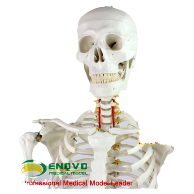 enovo颐诺170cm人体全科骨骼模型