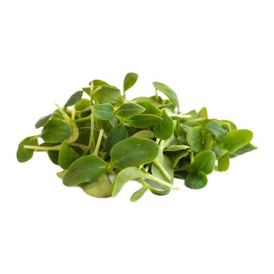 琉璃苣种子水培食用香草芽苗菜
