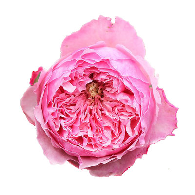 新品浓香包凯莉奥斯汀欧月多季