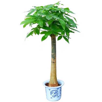 发财树盆栽大型甲醇客厅北欧绿植