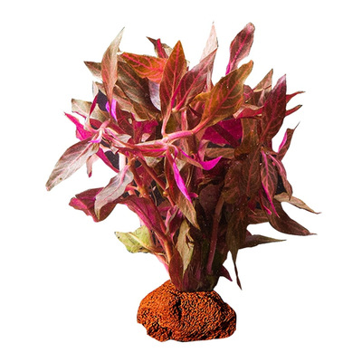 水洲纪火山石水草净水培菌