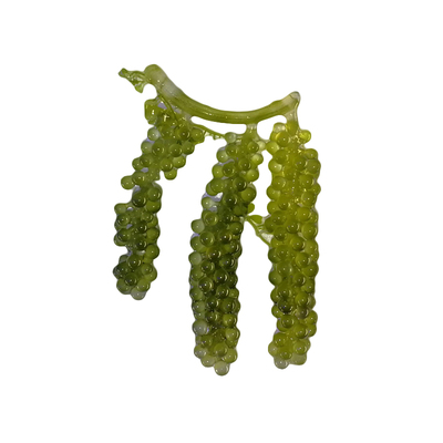 绿葡萄海水鱼去除no3po4活体饲料