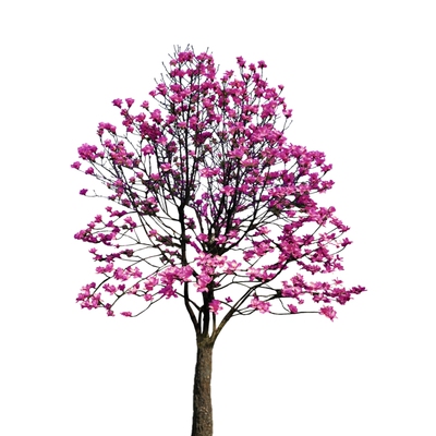 新品郁金香玉兰花树苗带花四季开