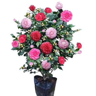 香妃茶花带花苞四季盆栽耐寒