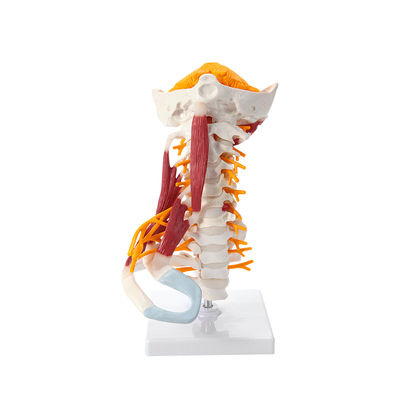 颈椎模型 枕骨模型 脊神经模型骨骼模型人体脊柱模型医院教学教具