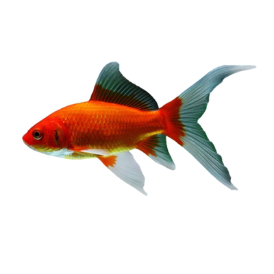 新手懒人红草金鱼苗好养耐活