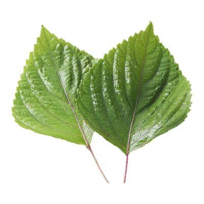 新鲜苏子叶紫苏菜叶500g