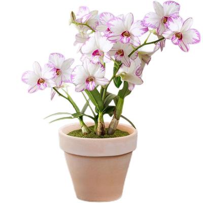 虹越泼墨石斛兰带花苞阳台秋石斛