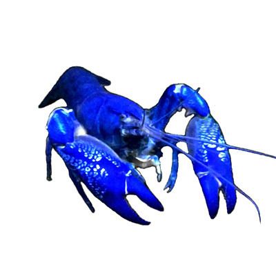 观赏龙虾青花瓷鳌虾火山天空淡水