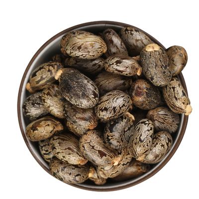 新鲜蓖麻子包邮蓖麻仁中药材蓖麻籽种子手选野生大蓖麻子蓖麻种子