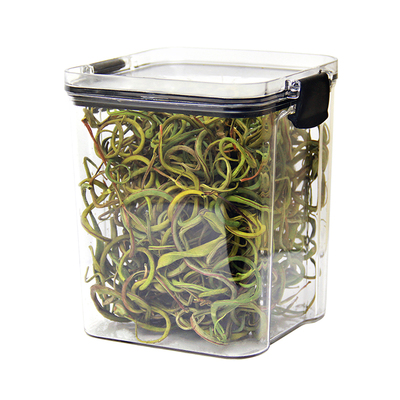 长白山野生肾精茶黄金草嗷嗷叫