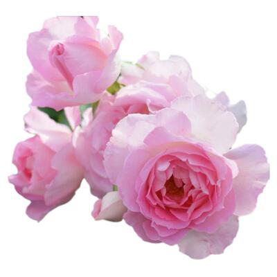 河本新品月季中香切花抗病对版