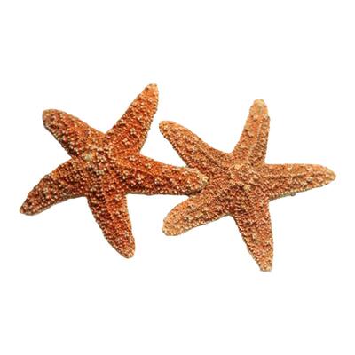 海星设计海滩婚礼发夹头饰发饰