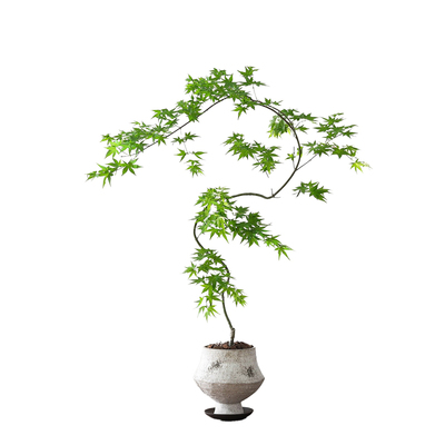 网红流泉枫！自带瀑布垂枝