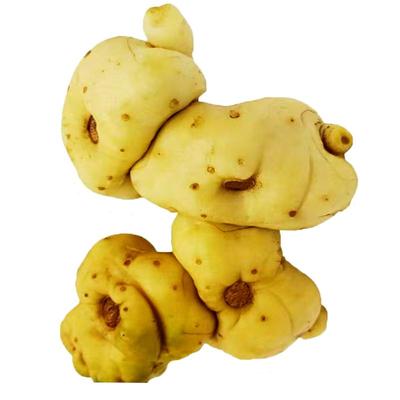 云南新鲜野生黄精九制专用10斤