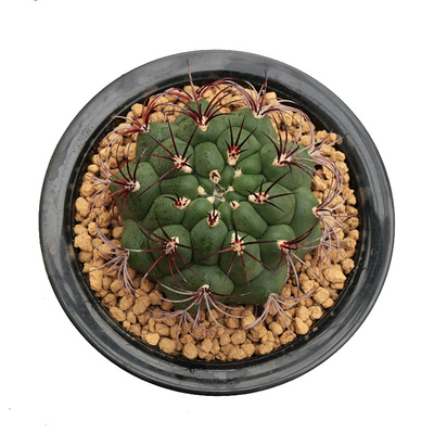 实生新天地仙人球组合开花美观