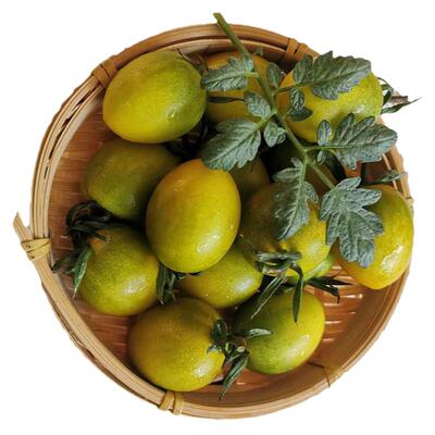 小柿子包邮绿色青口圣女果