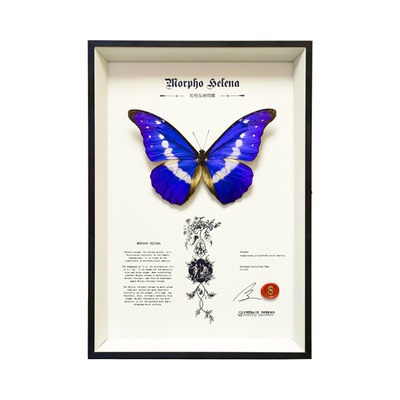 收藏级进口真蝴蝶标本生日礼品