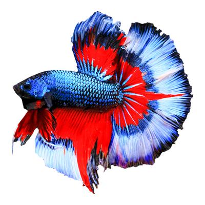 热带鱼无需打氧泰国斗鱼淡水